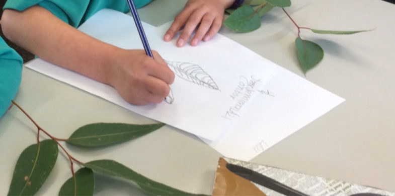 Bush Medicine Lesson 1 - Japingka Aboriginal Art Gallery
